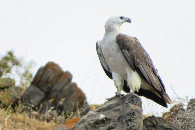 Kangaroo Island 75-Minute Coastal Safari - Key Points