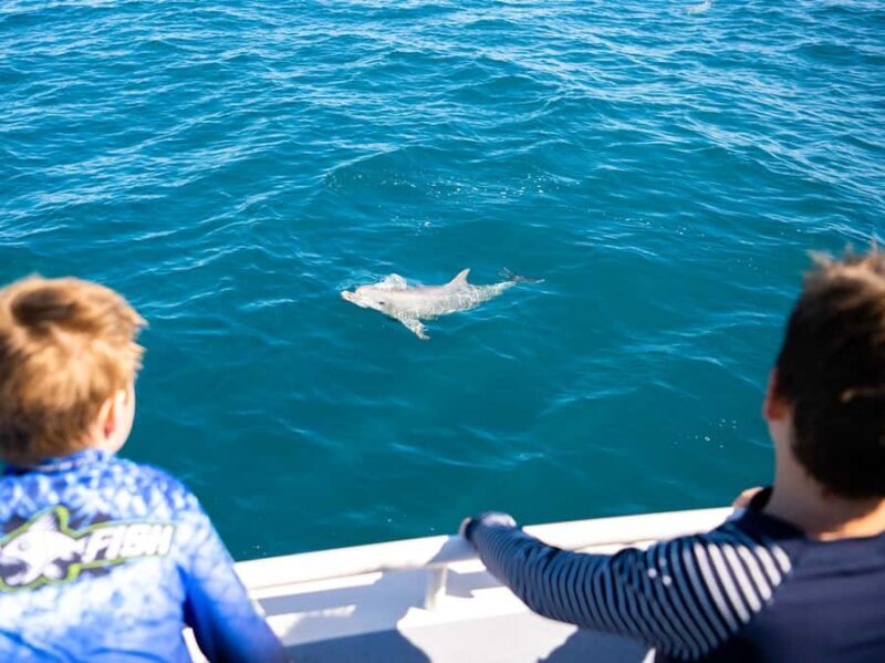 Kangaroo Island: Dolphin, Seal, and Swimming Boat Tour - FAQ
