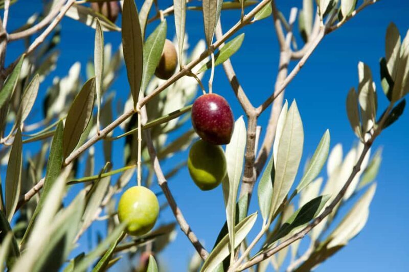 Kangaroo Island: Food and Wine Guided Day Tour - Key Points