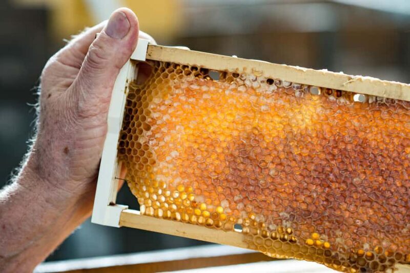 Kangaroo Island: Food and Wine Guided Day Tour - Why This Tour Works for Different Travelers