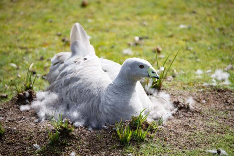 Kangaroo Island: Full Day Guided Flinders Chase Focus Tour - An Authentic Day in Flinders Chase National Park
