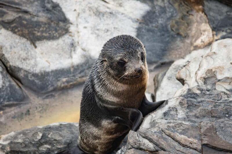 Kangaroo Island: Full Day Guided Flinders Chase Focus Tour - FAQ