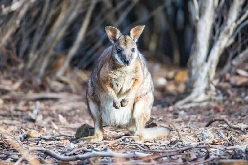 Kangaroo Island: Full-Day Guided Island Life Tour - Why This Tour Is a Great Pick
