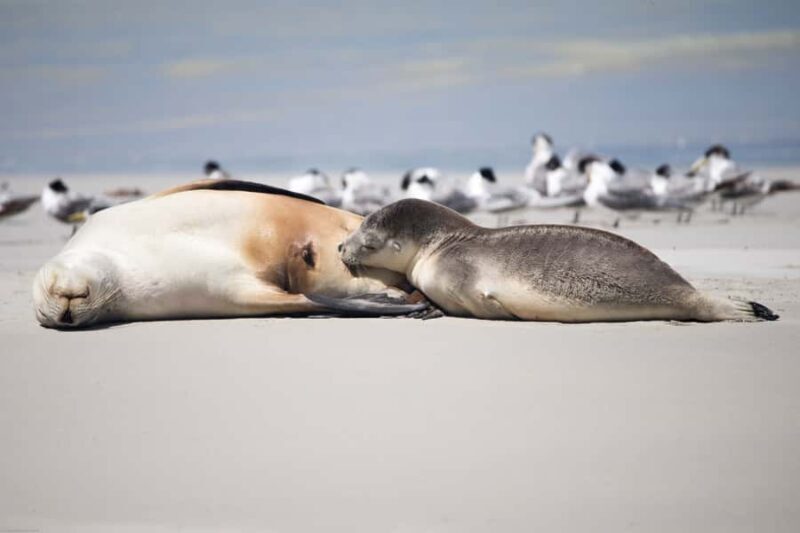 Kangaroo Island: Full-Day Guided Island Life Tour - FAQs