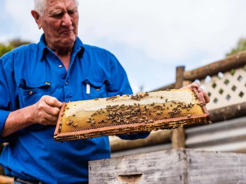 Kangaroo Island: Half-Day Tour Guided Coach Tour - A Detailed Look at the Tour Experience