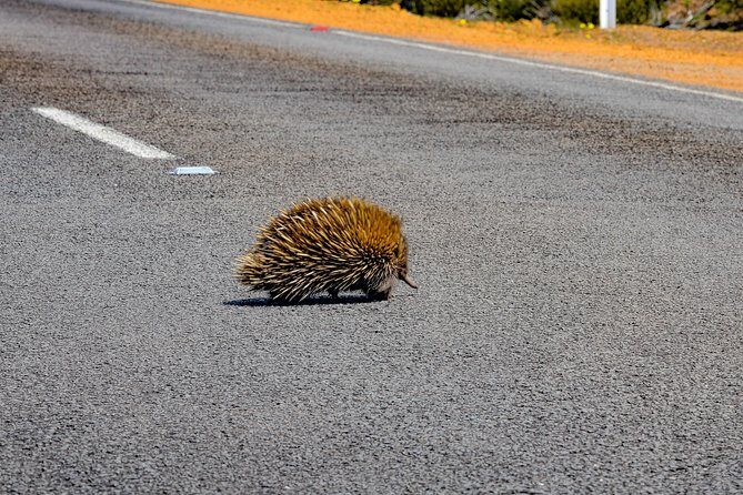 Kangaroo Island Luxury Small Group 'Flinders Chase Focus' Full Day Tour - Who Should Consider This Tour?