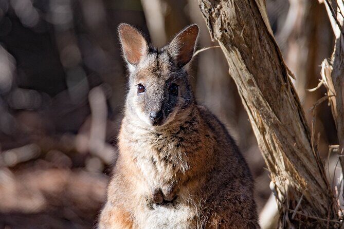 Kangaroo Island Luxury Small Group 'Island Life' Full Day Tour - Authentic Experiences Based on Reviewers’ Insights