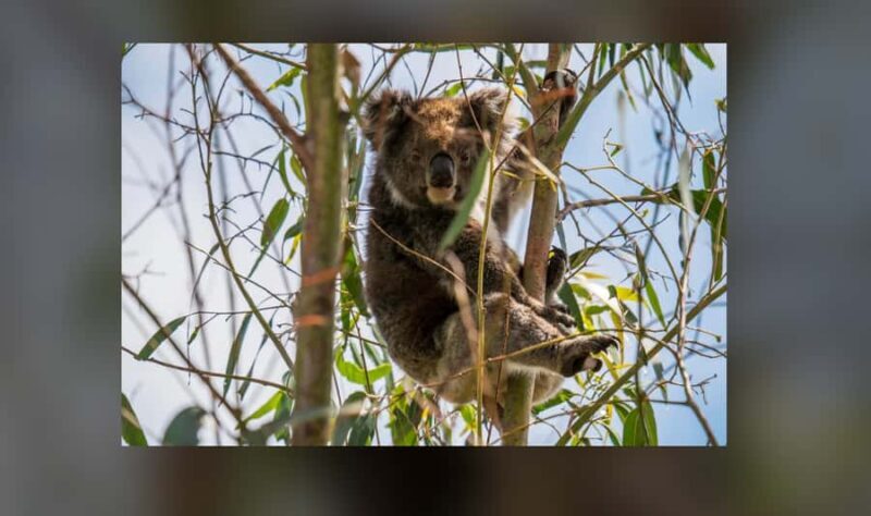 Kangaroo Island: Private 4WD Tour with Picnic Lunch - An In-Depth Look at the Tour Experience