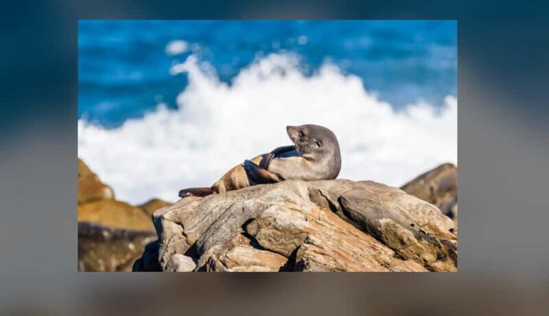 Kangaroo Island: Private 4WD Tour with Picnic Lunch - The Sum Up