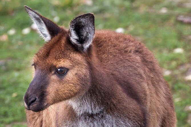 Kangaroo Island Shore Excursion Scenic Trail Tour - An In-Depth Look at the Kangaroo Island Scenic Trail Tour