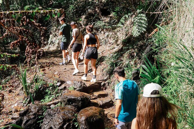 Kangaroos, 6 Springbrook Waterfalls and Natural Bridge Day Tour - What to Expect from the Tour