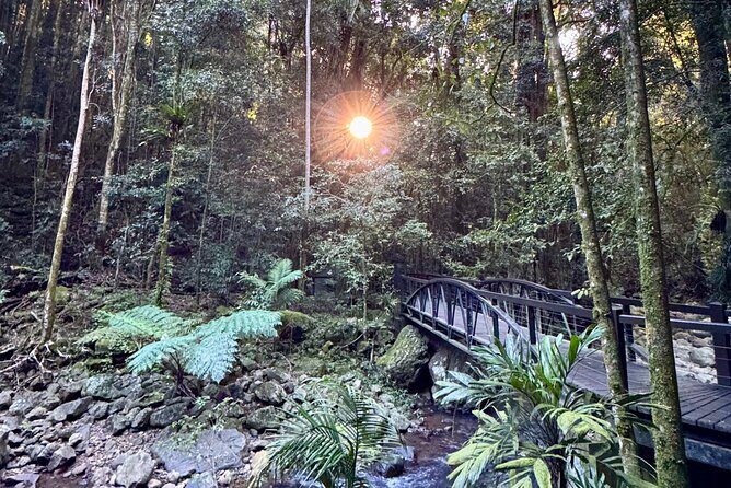 Kangaroos, 6 Springbrook Waterfalls and Natural Bridge Day Tour - The Sum Up