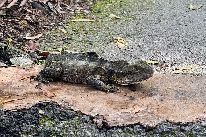 Kangaroos, 6 Springbrook Waterfalls and Natural Bridge Day Tour - FAQ