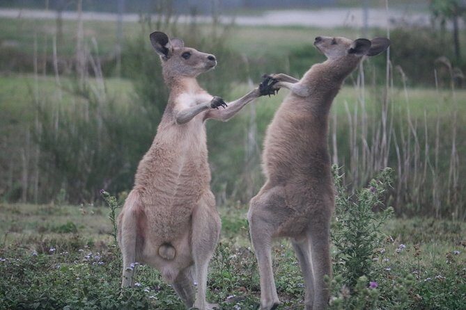 Kangaroos & Koalas in the Wild - Private Nature Experience - Final Thoughts