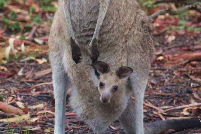 Kangaroos & Koalas in the Wild - Private Nature Experience - FAQs