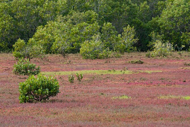 Kangaroos, mangroves and the ocean - Authentic Experiences Shared by Reviewers