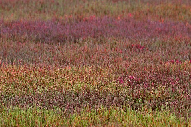 Kangaroos, mangroves and the ocean - Who Will Enjoy This Tour?