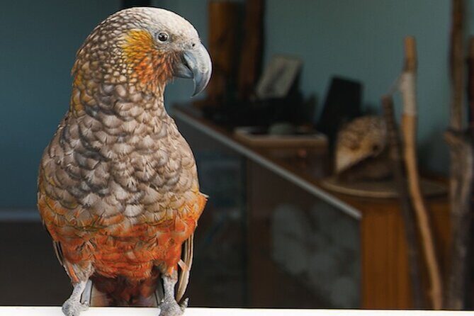 Kapiti Island Classic Guided Day Tour - Final Thoughts: Is This Tour Worth It?
