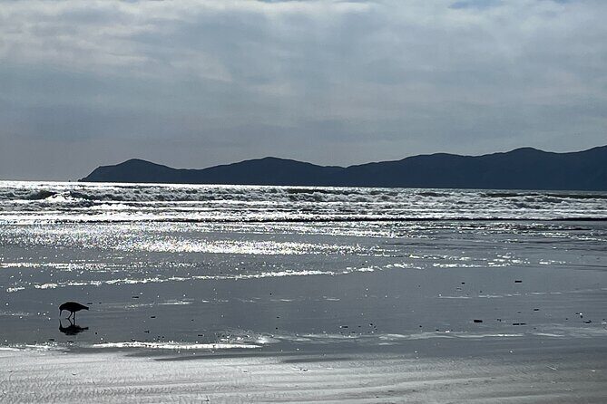 Kapiti Private Tour in Tesla SUV - Key Points