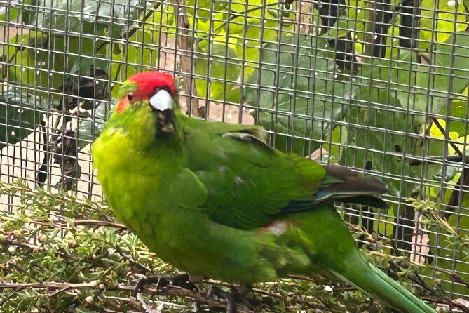 Kapiti Private Tour in Tesla SUV - A Detailed Look at the Itinerary