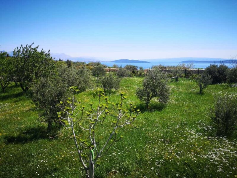 Kastela: Wine & Olive Tasting Tour w/Delicacies & Live Music - What to Expect from this Tour