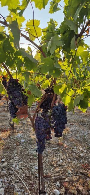 Kastela: Wine & Olive Tasting Tour w/Delicacies & Live Music - Reviews & Real Visitor Insights