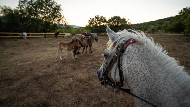 Kastraki: Meteora Sunset Horseback Riding - An Authentic Way to Experience Meteora