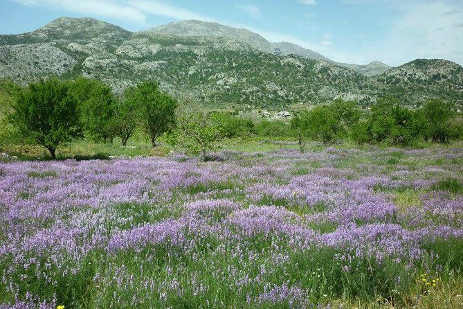 Katharo Route Tour from Agios Nikolaos - An In-Depth Look at the Katharo Route Tour