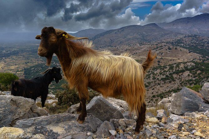 Katharo Route Tour from Agios Nikolaos - FAQ