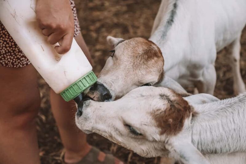 Katherine: Authentic Outback Show and Live Music - Who Will Love This Tour?