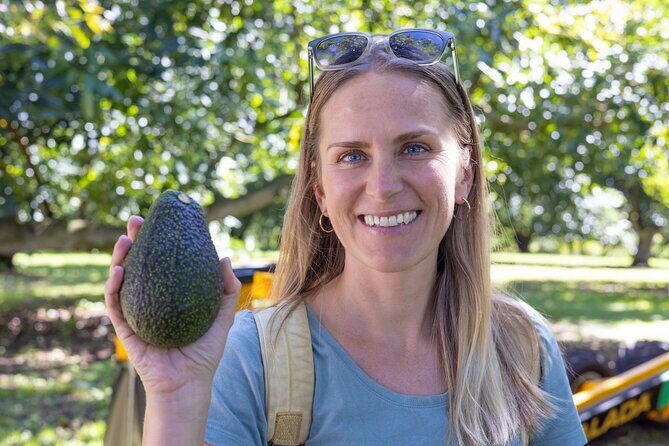 Katikati Avocado Adventure - Why We Think This Tour Works