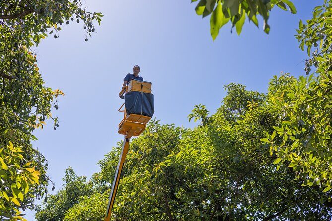 Katikati Avocado Adventure - Who Should Consider This Tour?