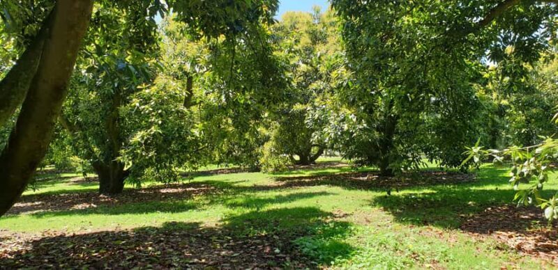 Katikati: Guided Avocado Adventures with Tasty Treats - Exploring the Orchard: What You Can Expect