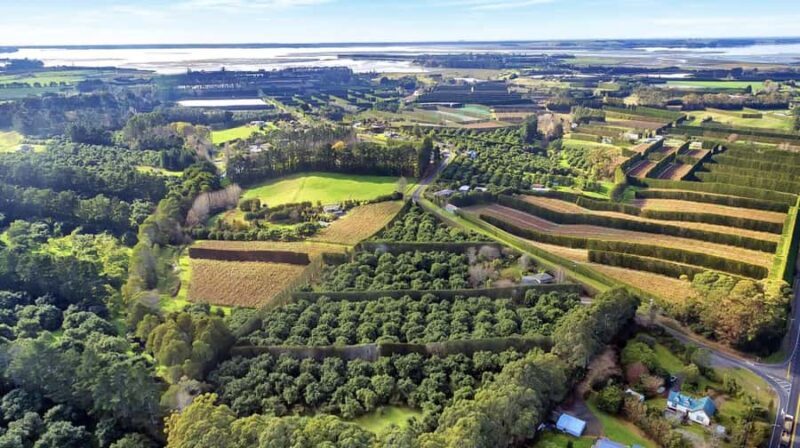 Katikati: Guided Avocado Adventures with Tasty Treats - Practical Details: What to Know Before You Book