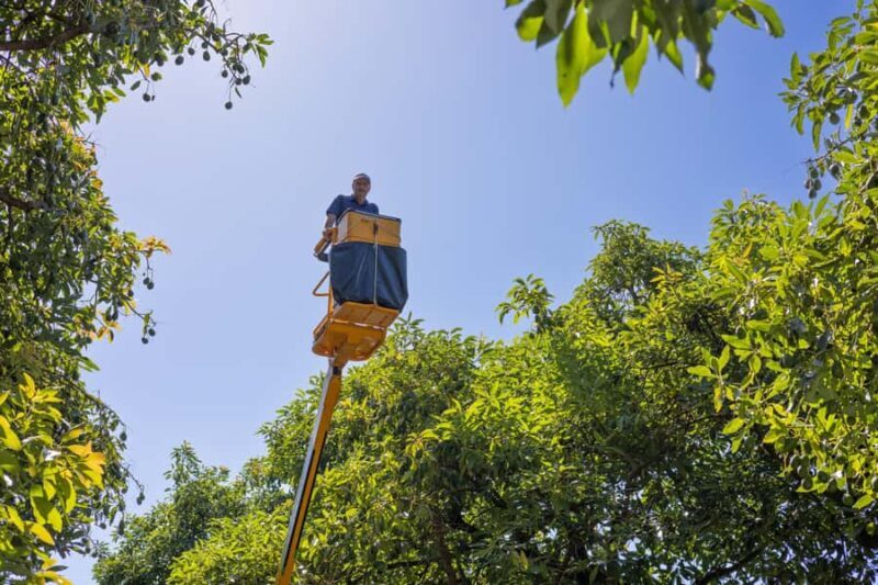 Katikati: Guided Avocado Adventures with Tasty Treats - Reflecting on the Reviews