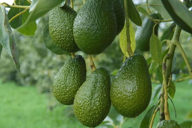 Katikati: Guided Gourmet Avocado Tour - FAQs