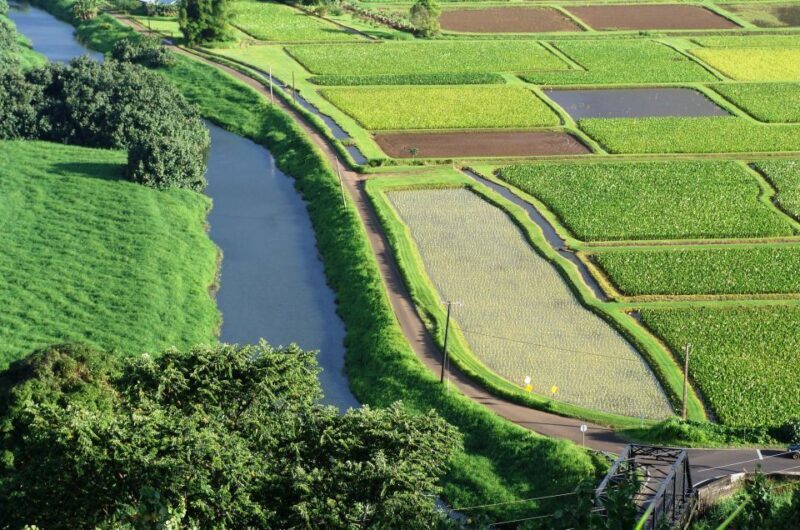 Kauai Northeast Tour, Fern Grotto River Cruise & Lighthouse - Exploring Kauai’s Northeast: Fern Grotto River Cruise & Lighthouse Tour Review