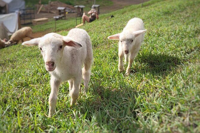 Kauai Private Baby Farm Animal Experience & Micro Dairy Immersion - FAQ