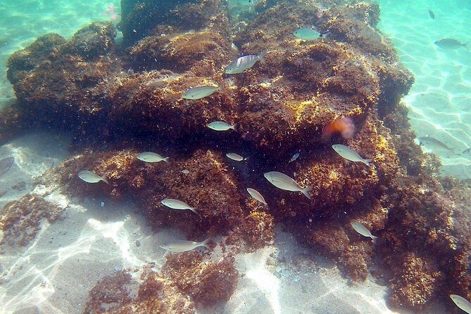 Kayak excursion in Playa de Aro - Logistics: Meeting Points, Timing, and Practical Tips