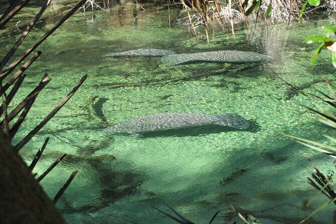 Kayak Rental (2hr) - Blue Spring State Park - A Deep Dive into the Kayak Experience at Blue Spring State Park