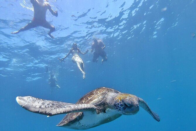 Kayak Safari with Dolphin and Turtle Watching in Guaza - Key Points