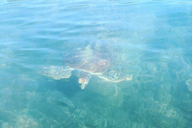 Kayak Turtle Tour from Palm Cove - Frequently Asked Questions