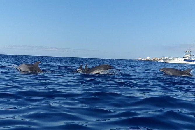 Kayak with Dolphin & Turtle Watching Private Tour - Practical Tips for Your Trip