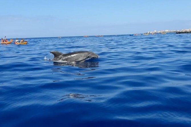 Kayak with Dolphin & Turtle Watching Private Tour - FAQ