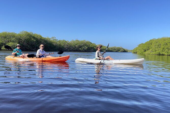 Kayaking in the Mangroves Experience - FAQ
