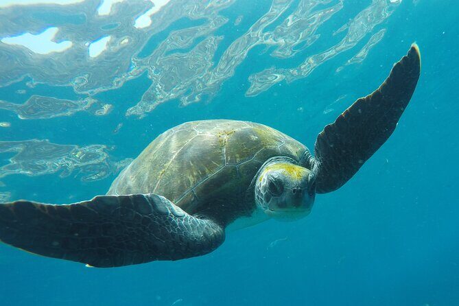 Kayaking + snorkeling with turtles - What to Expect from the Kayaking + Snorkeling Tour