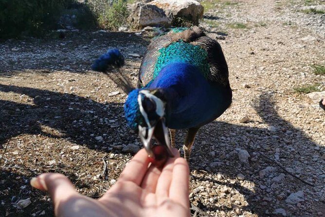 Kayaking to Island Saint Jerolim with snorkeling activitie - Practicalities and Tips