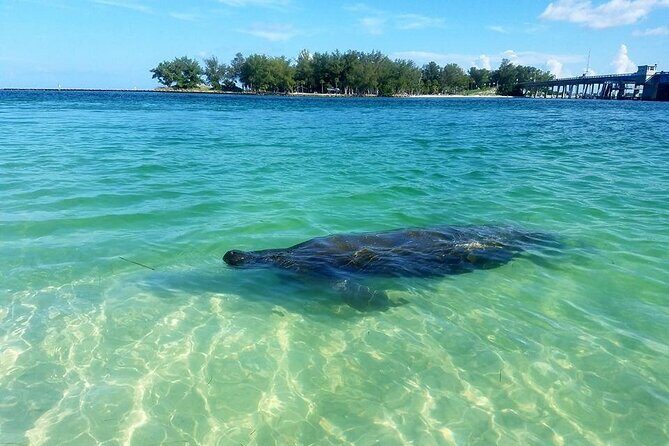 Kayaking with coastal wildlife in Sarasota Bay - What Makes This Tour Stand Out