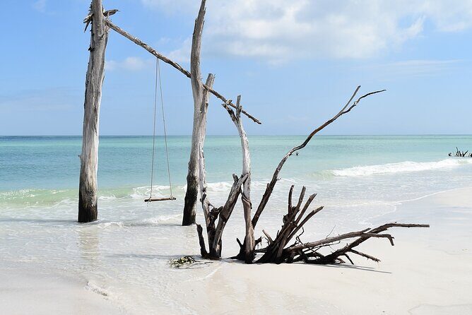 Kayaking with coastal wildlife in Sarasota Bay - Who Should Book This Tour?