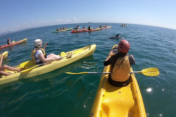 Kayaking with Dolphins in Byron Bay Guided Tour - Key Points